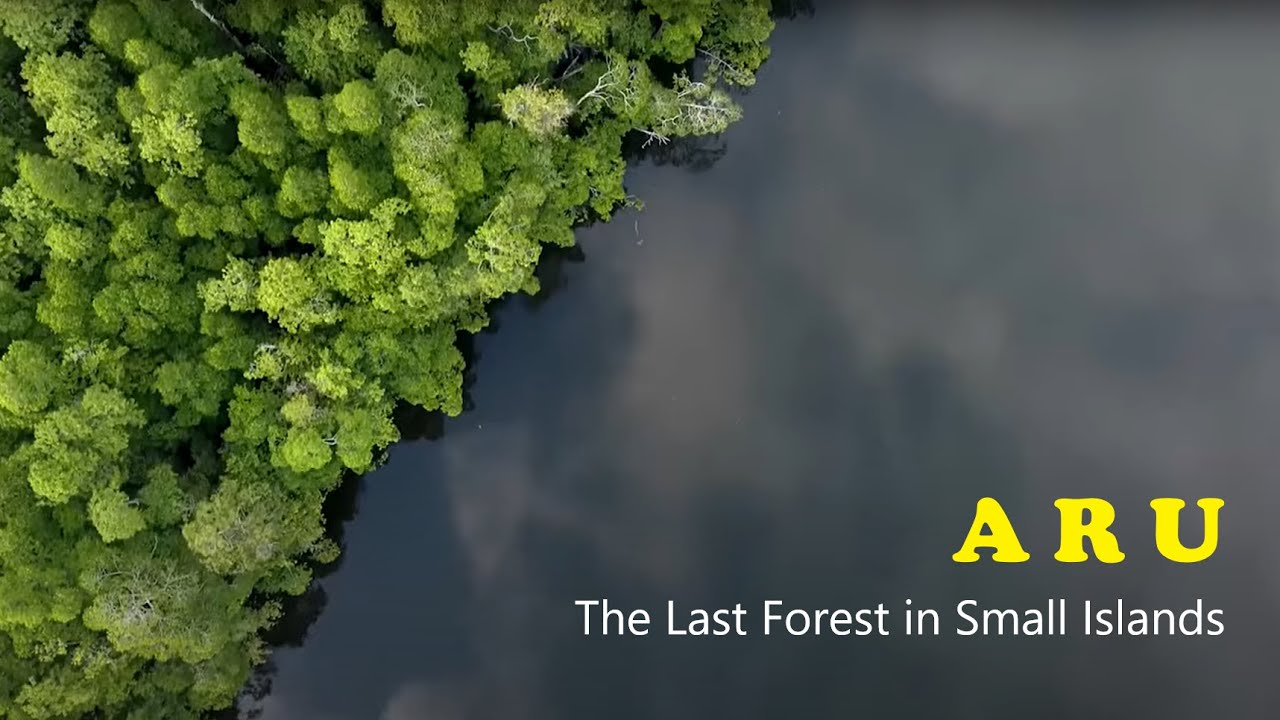 ARU - DOKUMENTER TENTANG KEHIDUPAN MASYARAKAT ADAT DI SALAH SATU ...
